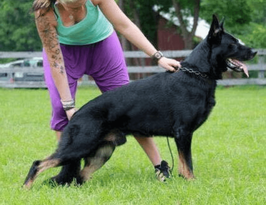 Available & Sold Dogs | VENOOM™ - Dogsport Worldwide